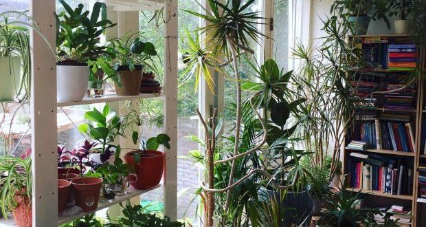 Tips for Home Growers on How to Avoid Molds In Your Crops